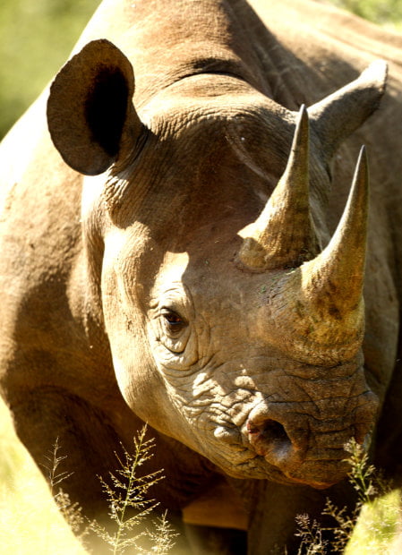 Black Rhino Protection Fund | Enabling the protection of a critically ...